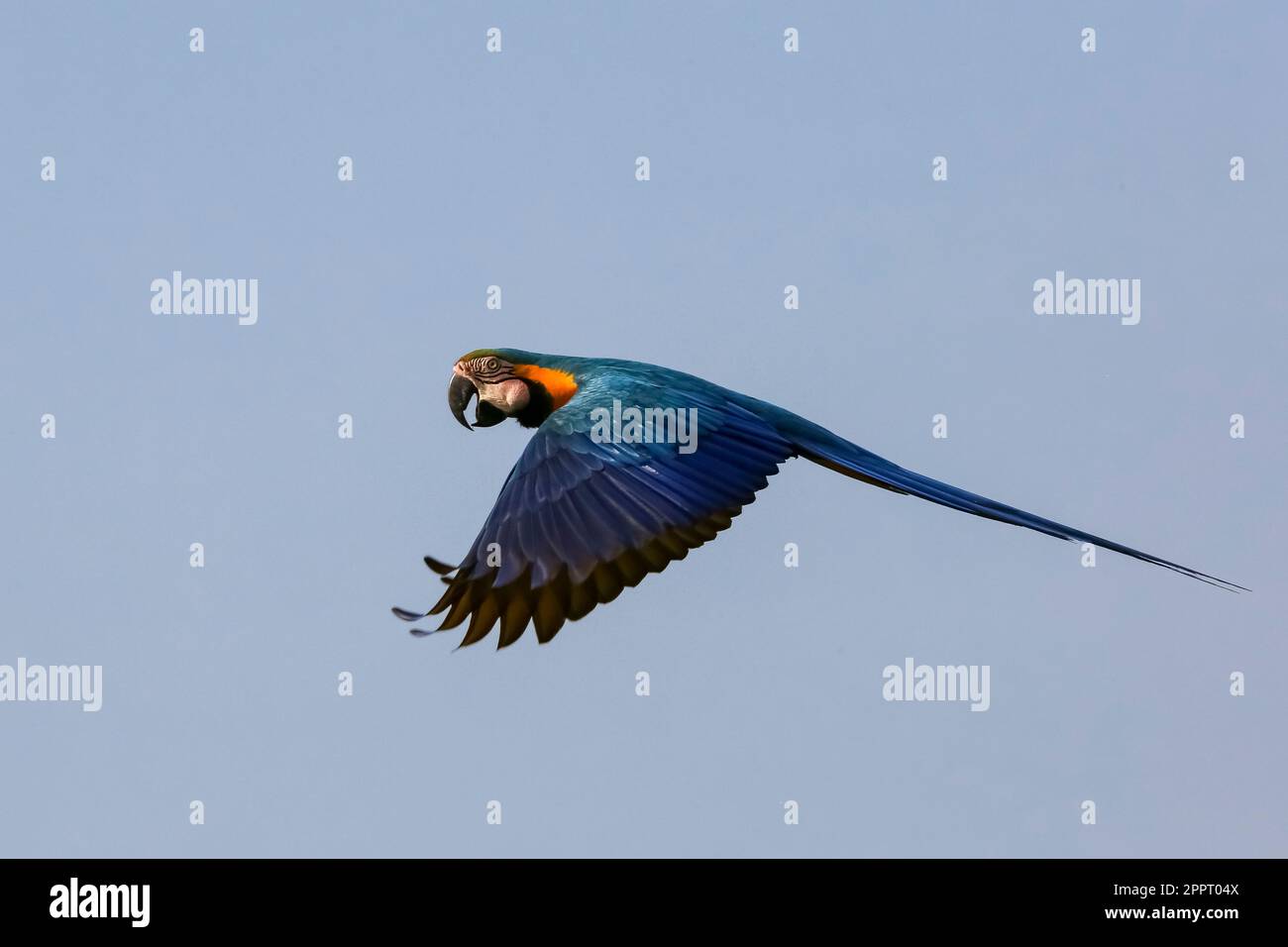 Blue-and-yellow macaw flying to the left with spread wings down against ...