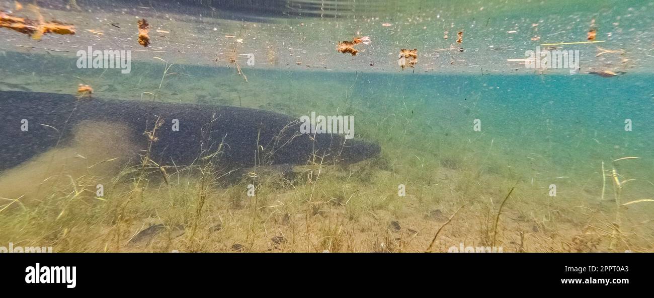 Underwater shot of a big Arapaima Gigas or Pirarucu fish swimming on ...