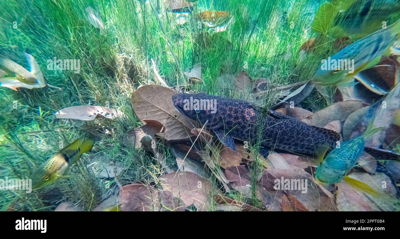 Rainforest stream fish hi-res stock photography and images - Alamy