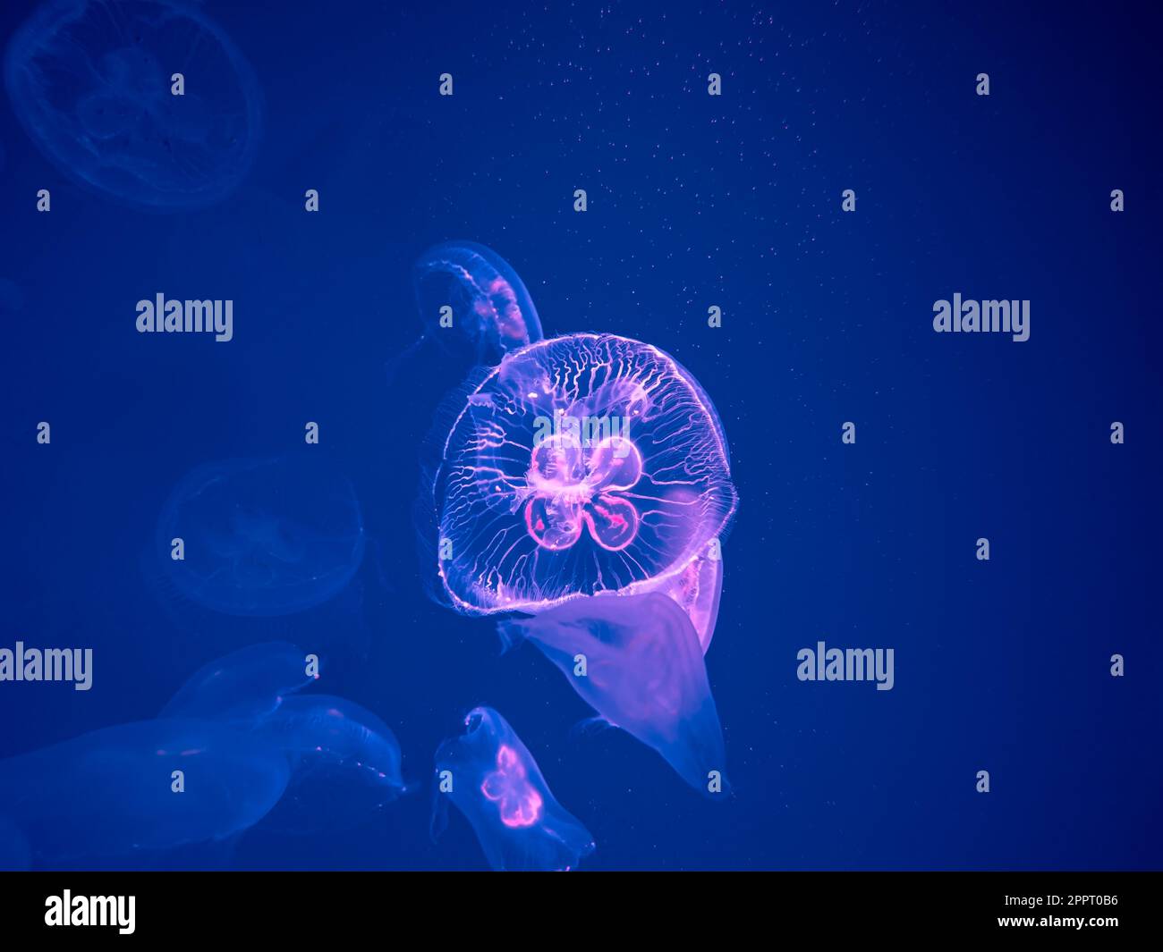 Group of Moon Jellyfish Swim Underwater, with a Soft Bioluminescence ...