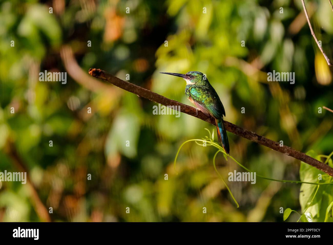 Rufous-tailed Jacamar perching on a tree branch against defocused ...