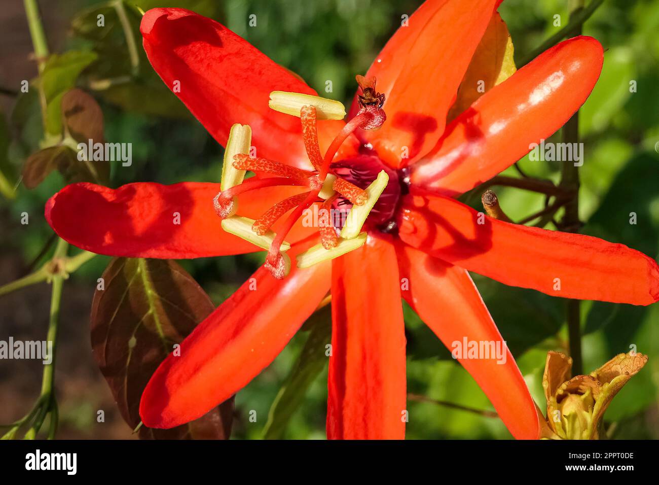 Amazon rainforest flower brazil hi-res stock photography and images - Alamy