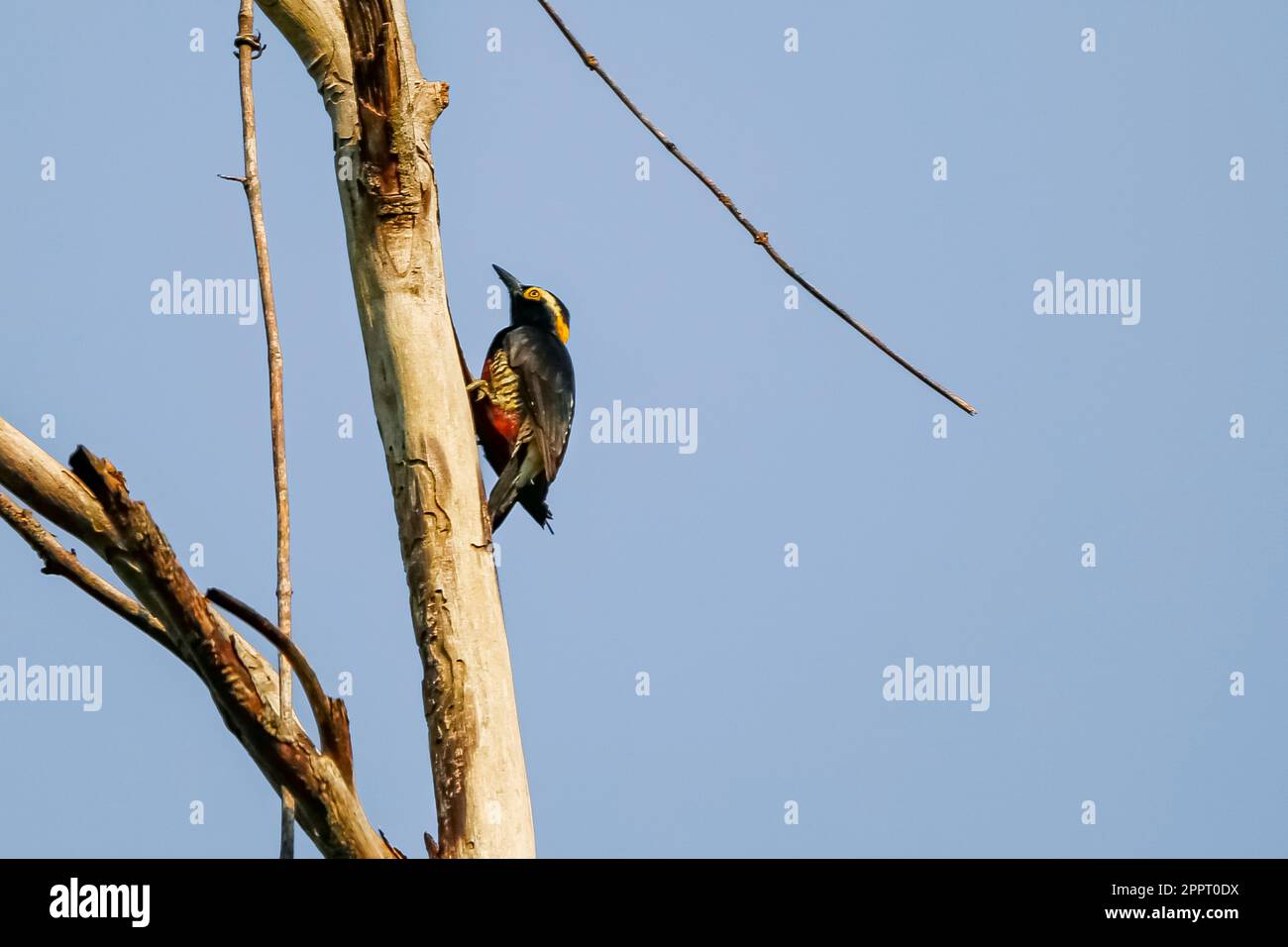 Yellow-tufted Woodpecker sitting at a tree looking for food against ...