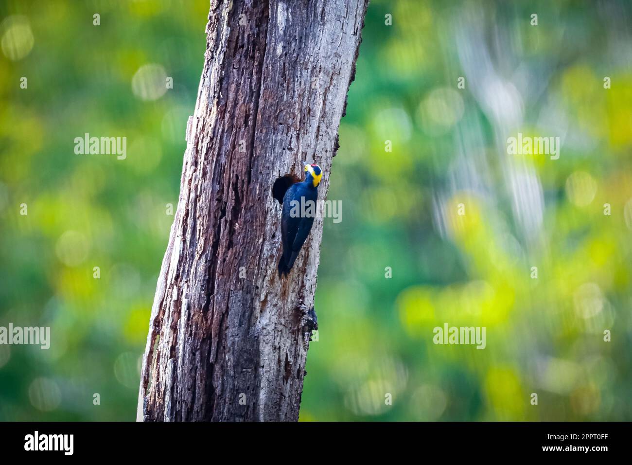 Yellow-tufted Woodpecker sitting at a tree with a whole with defocused ...