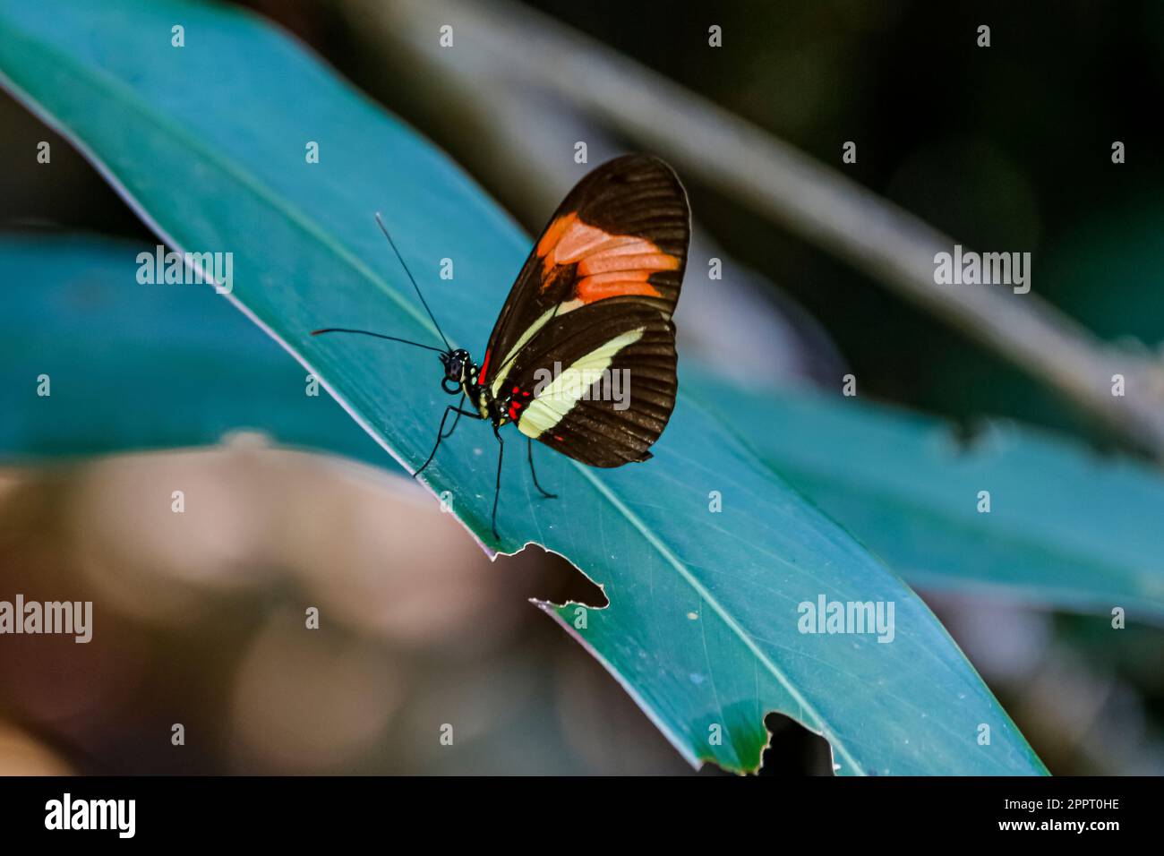 Tropical butterfly with black, yellow and orange color sitting on a ...