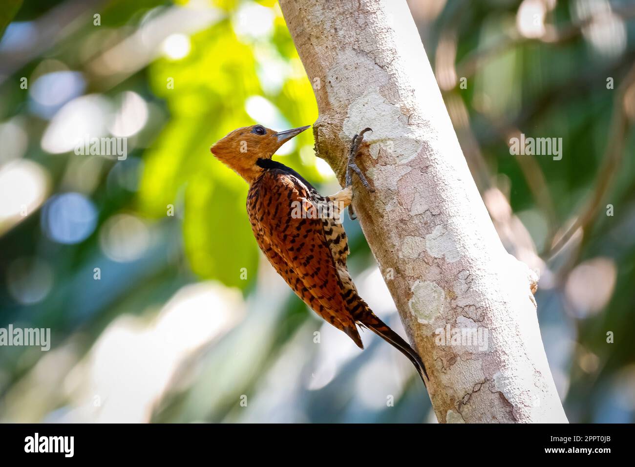 Amazon rainforest bird hi-res stock photography and images - Alamy