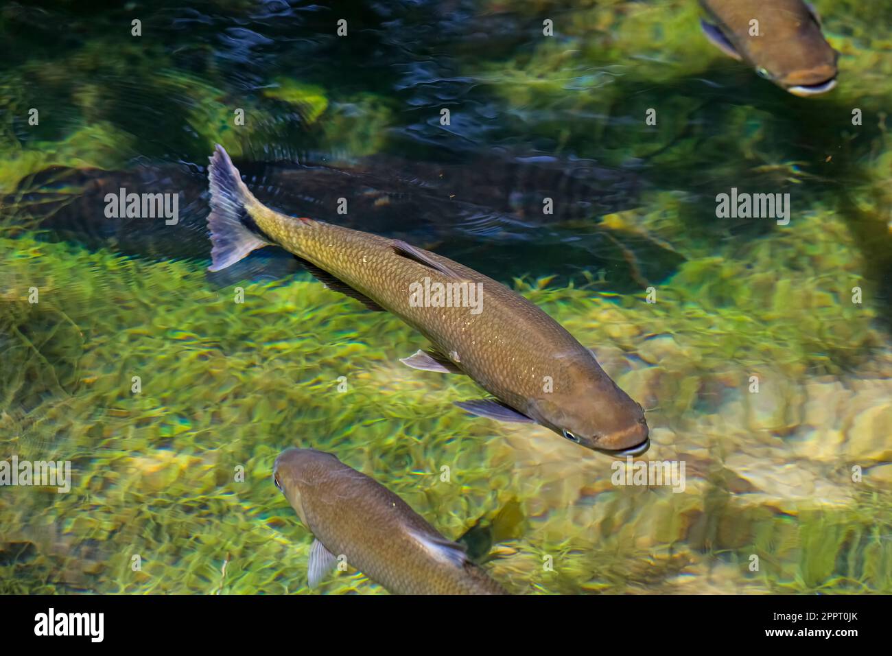 Tropical fishes in crystal clear rainforest spring, shadows on the ...