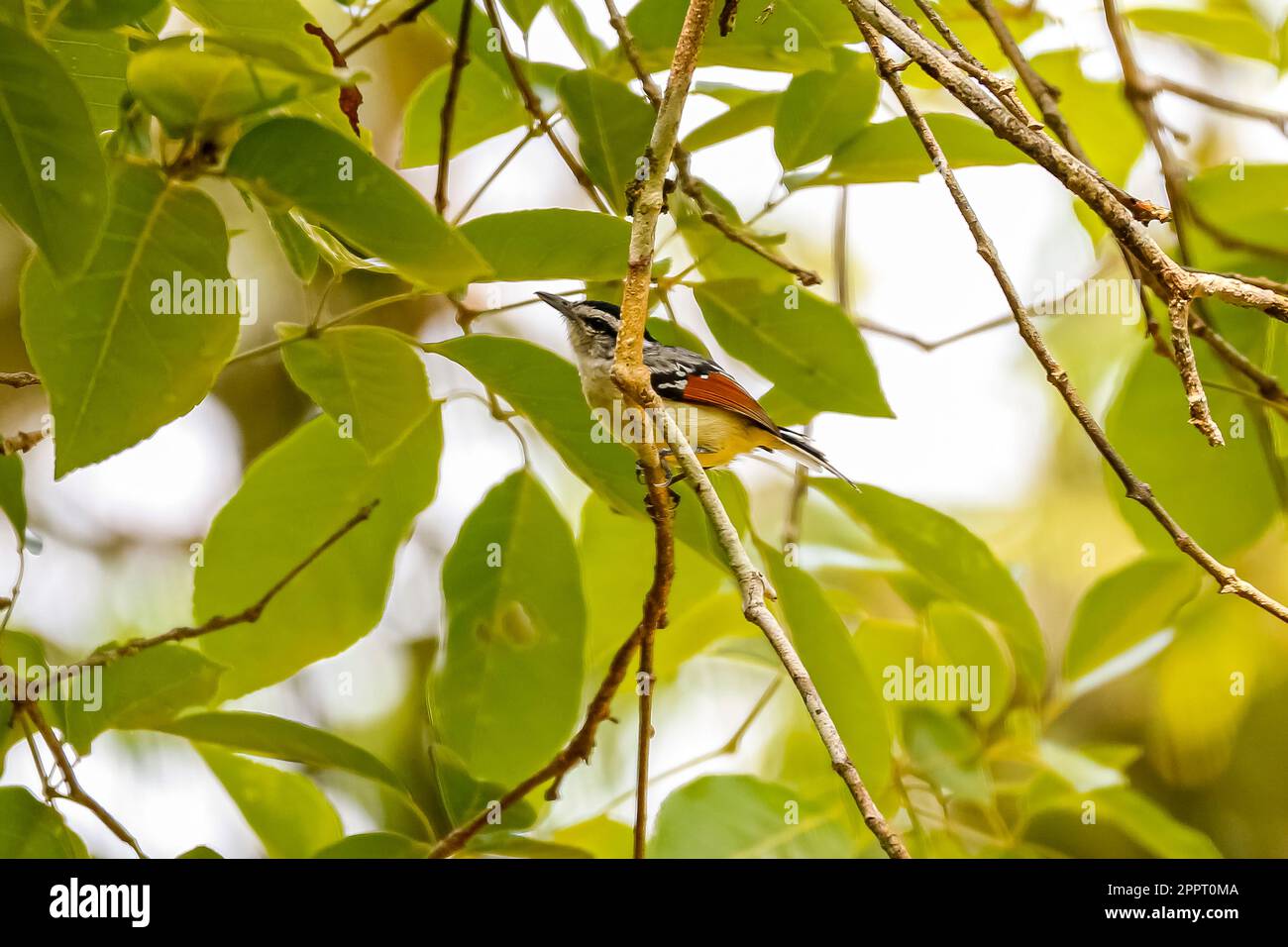 Rufous-winged Antwren perching behind a tiny branch of a green leaved ...