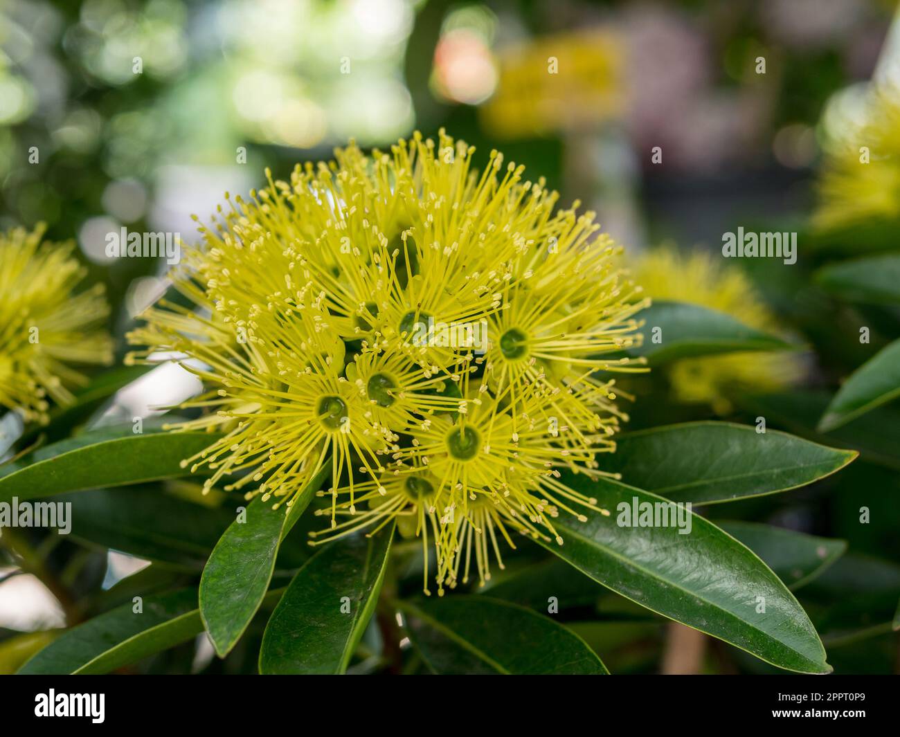 golden penda flower. (xanthostemon chrysanthus) expo gold flower or ...