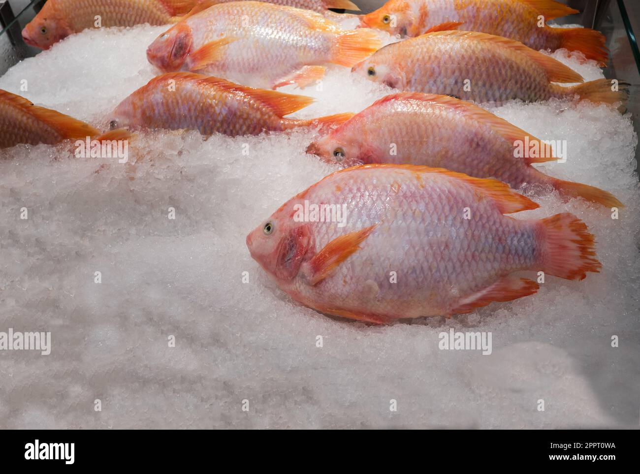 Red Tilapia (Ruby or Red or Pink Fish), Fresh Fish is in the stall on ...