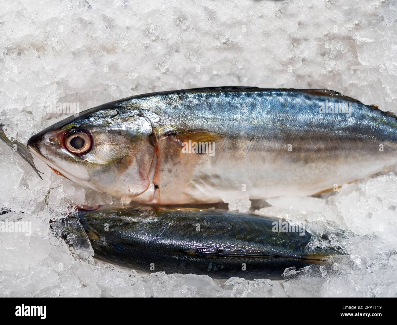 mackerel fish, Fresh Fish is in the stall on ice in the modern ...