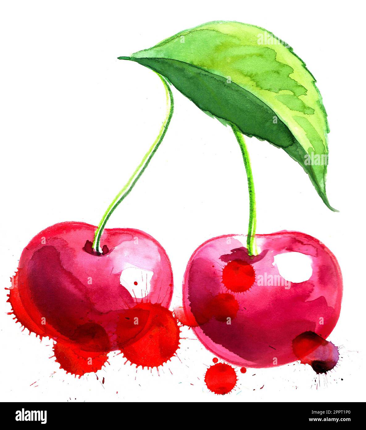 Cherries sketch Cut Out Stock Images & Pictures - Alamy