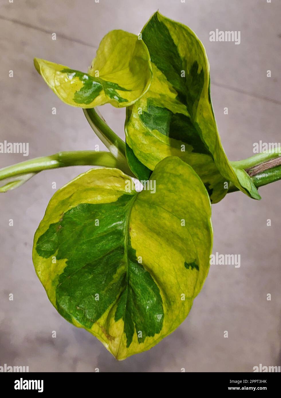 Close up of the variegated leaves of Pothos Lemon Meringue Stock Photo ...