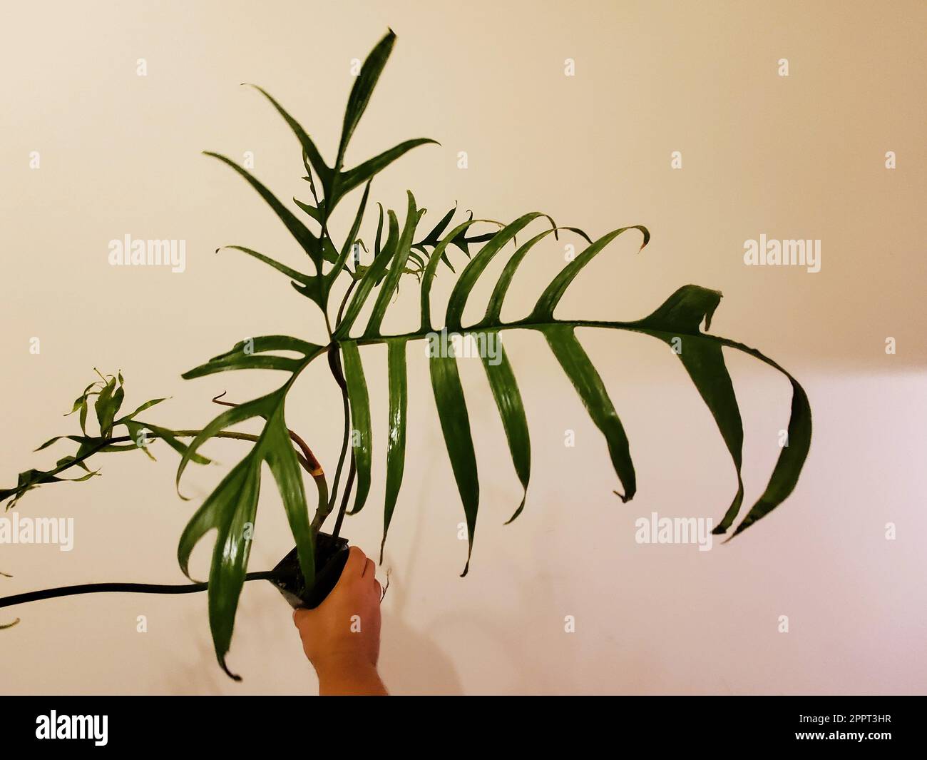 Unique leaf of Philodendron Polypodioides, a rare and exotic houseplant ...