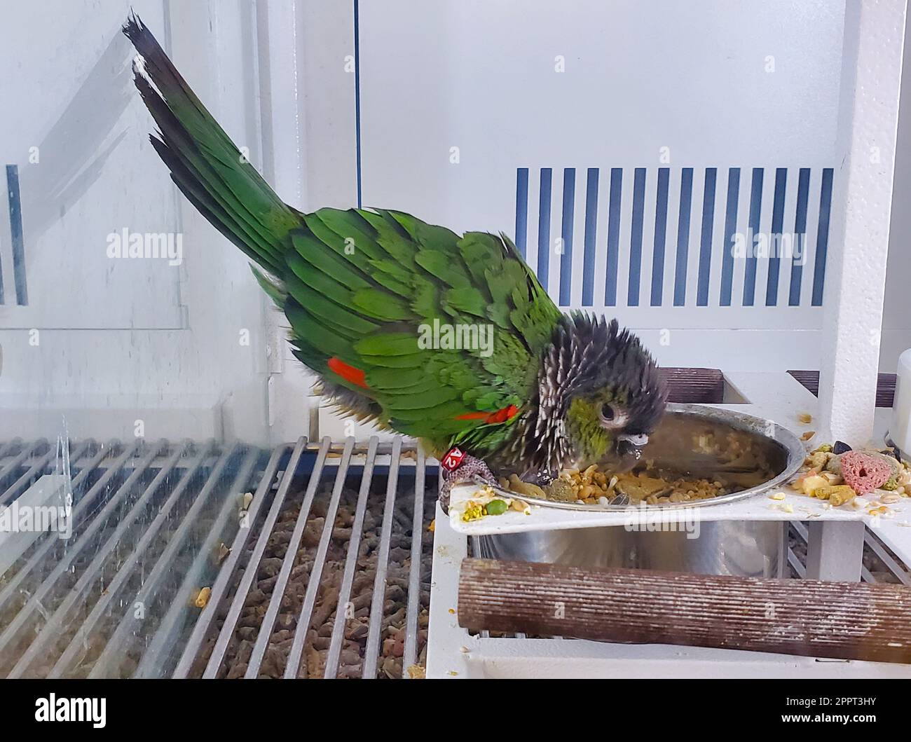 A beautiful black-capped conure eating seeds inside the cage Stock ...