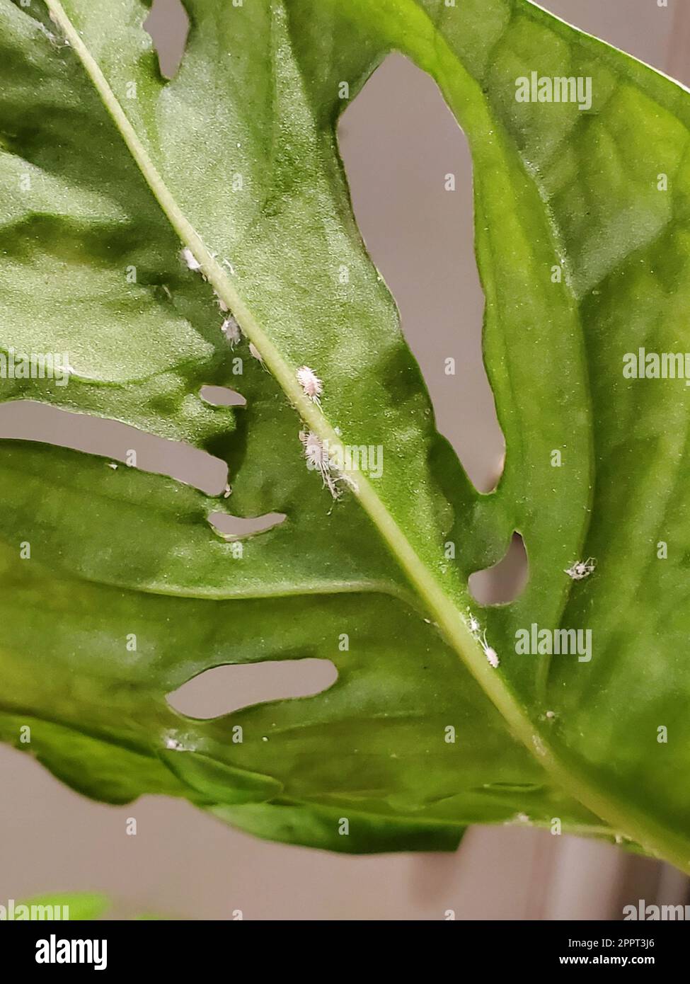 Close up of a green leaf of Monstera Adansonii infested with mealy bugs ...