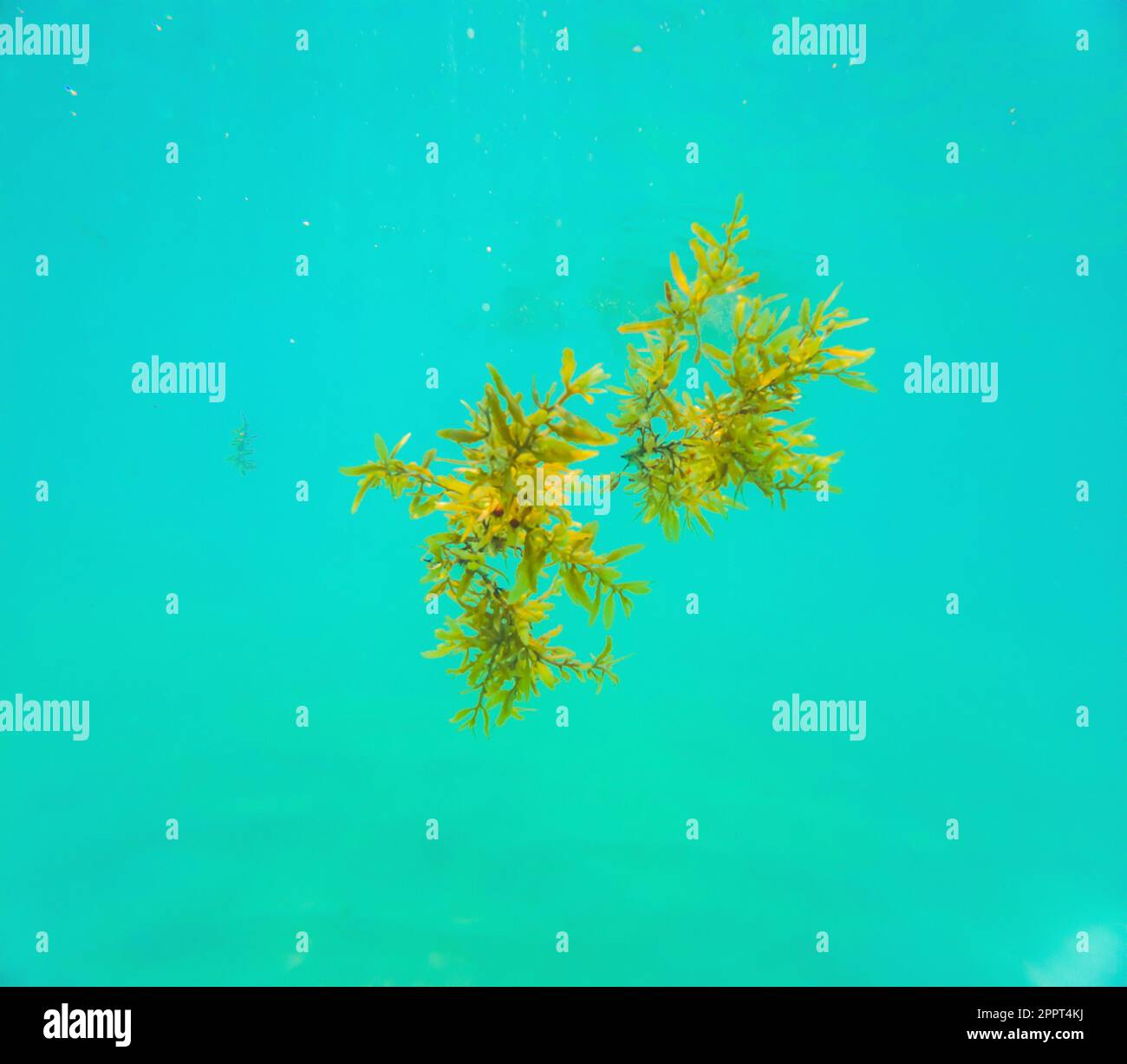 Closeup underwater shot of brown Sargassum algae floating at surface of ...