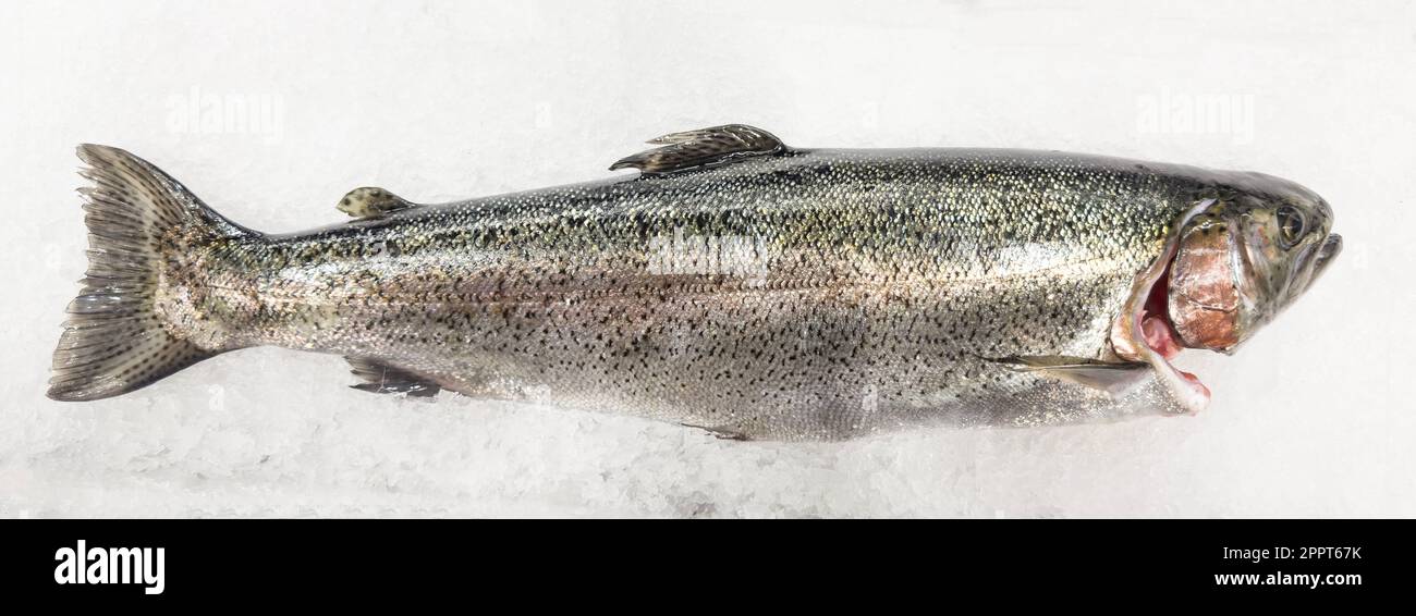 Raw trout fish on ice. Fresh trout fish for sale in the market seafood ...