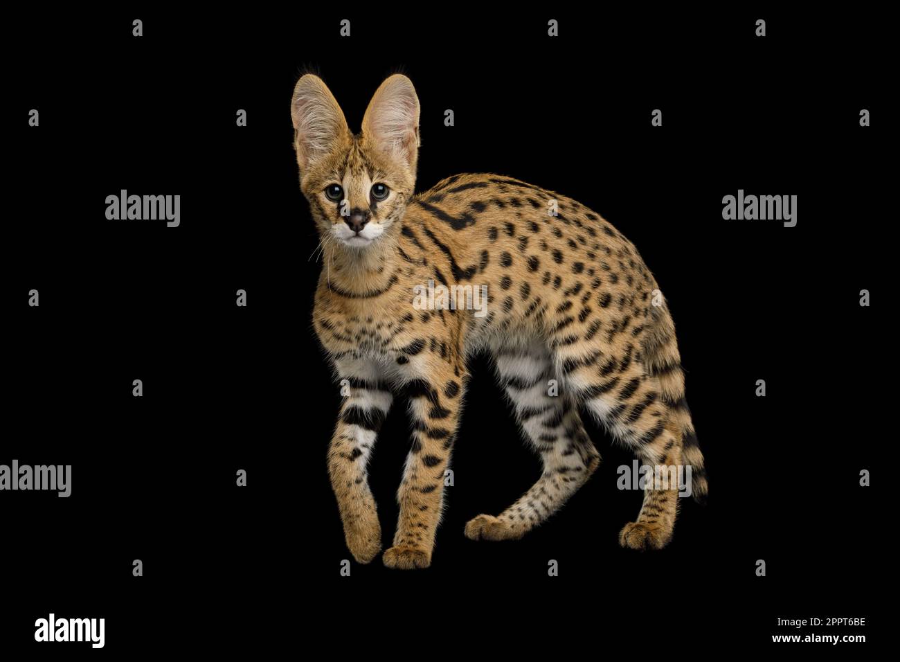 Stunning Serval Cat, piercing gaze stand out isolated on Black ...