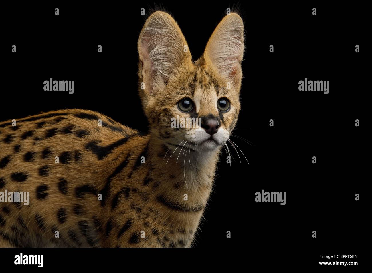Closeup Serval Cat standing isolated on Black Background in studio ...