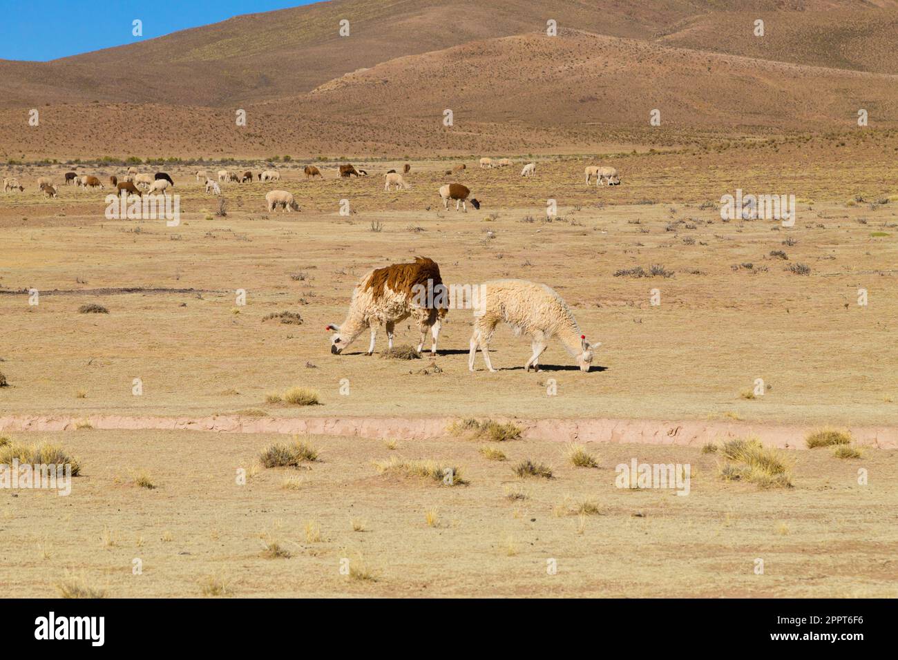 Bolivian llama breeding on Andean plateau,Bolivia Stock Photo - Alamy
