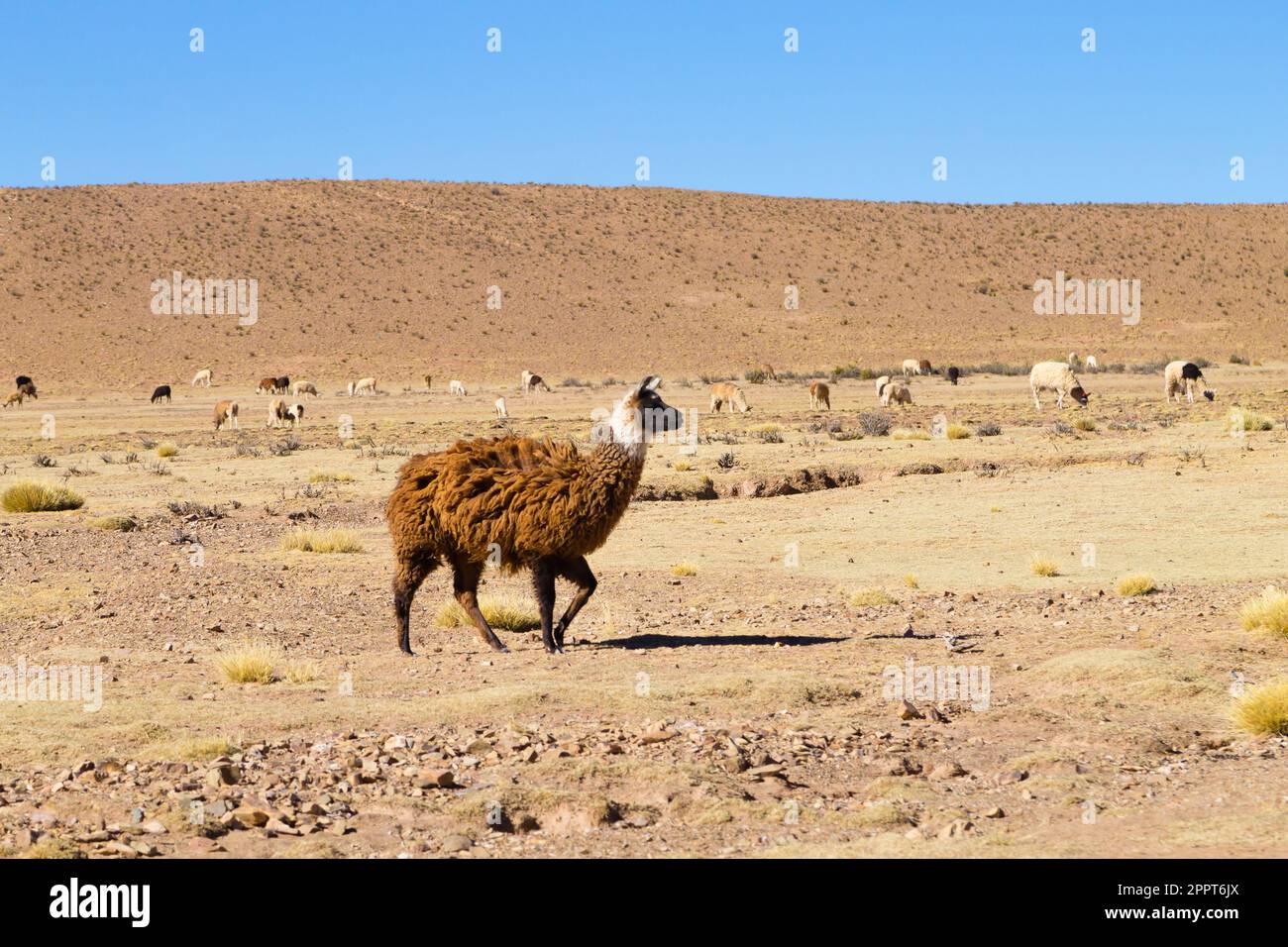 Bolivian llama breeding on Andean plateau,Bolivia Stock Photo - Alamy
