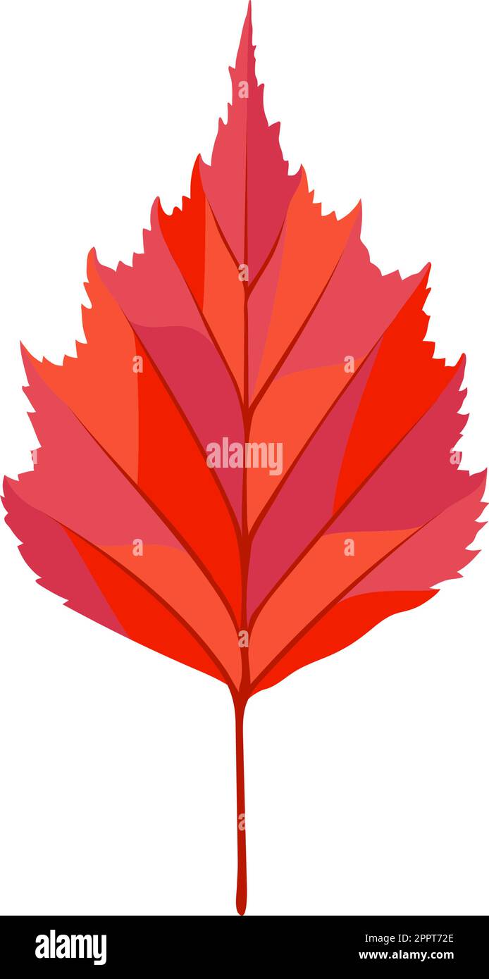 Birch Tree Leaf Stock Vector Image & Art - Alamy