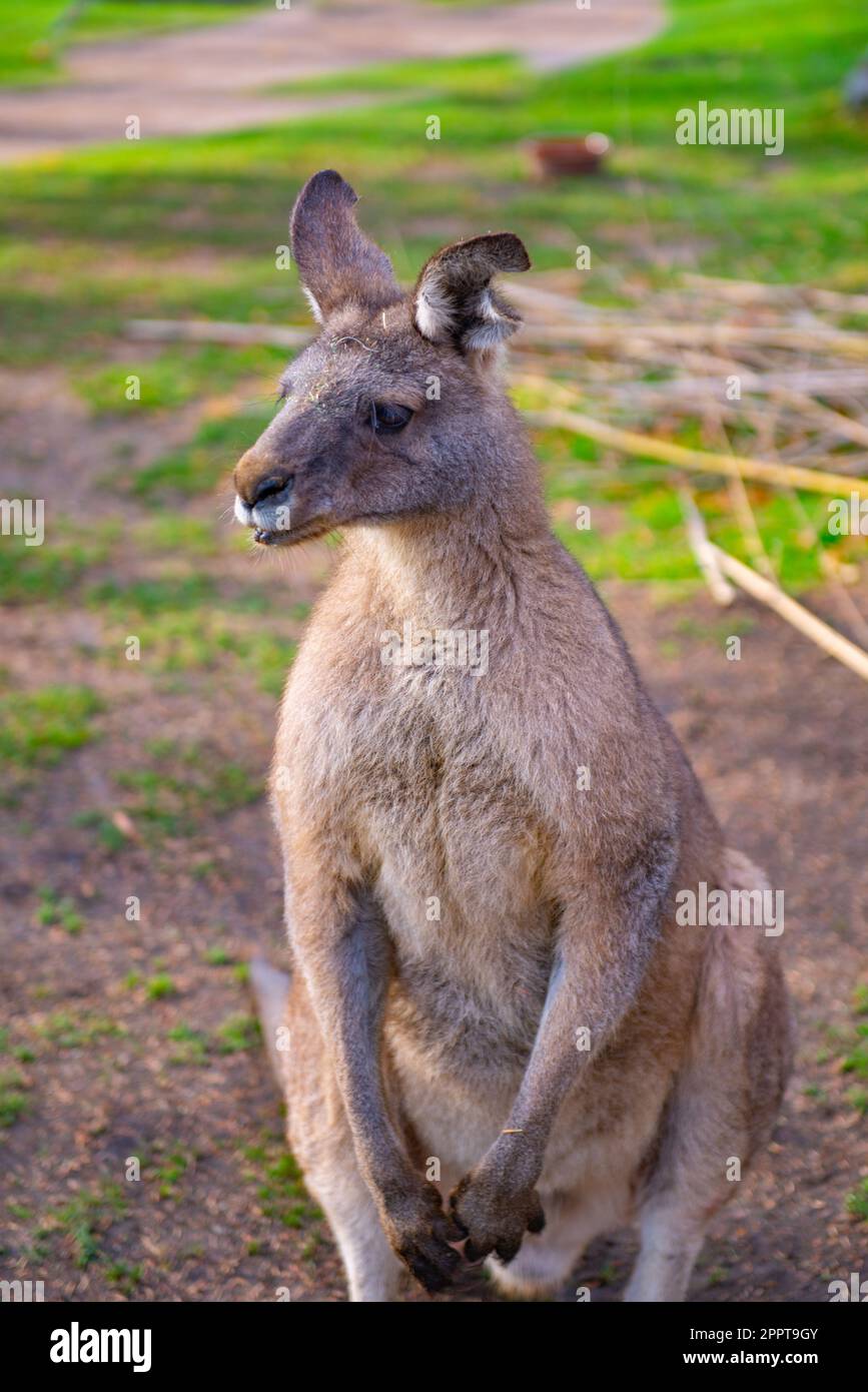 a huge adult kangaroo at the zoo in Prague Stock Photo - Alamy
