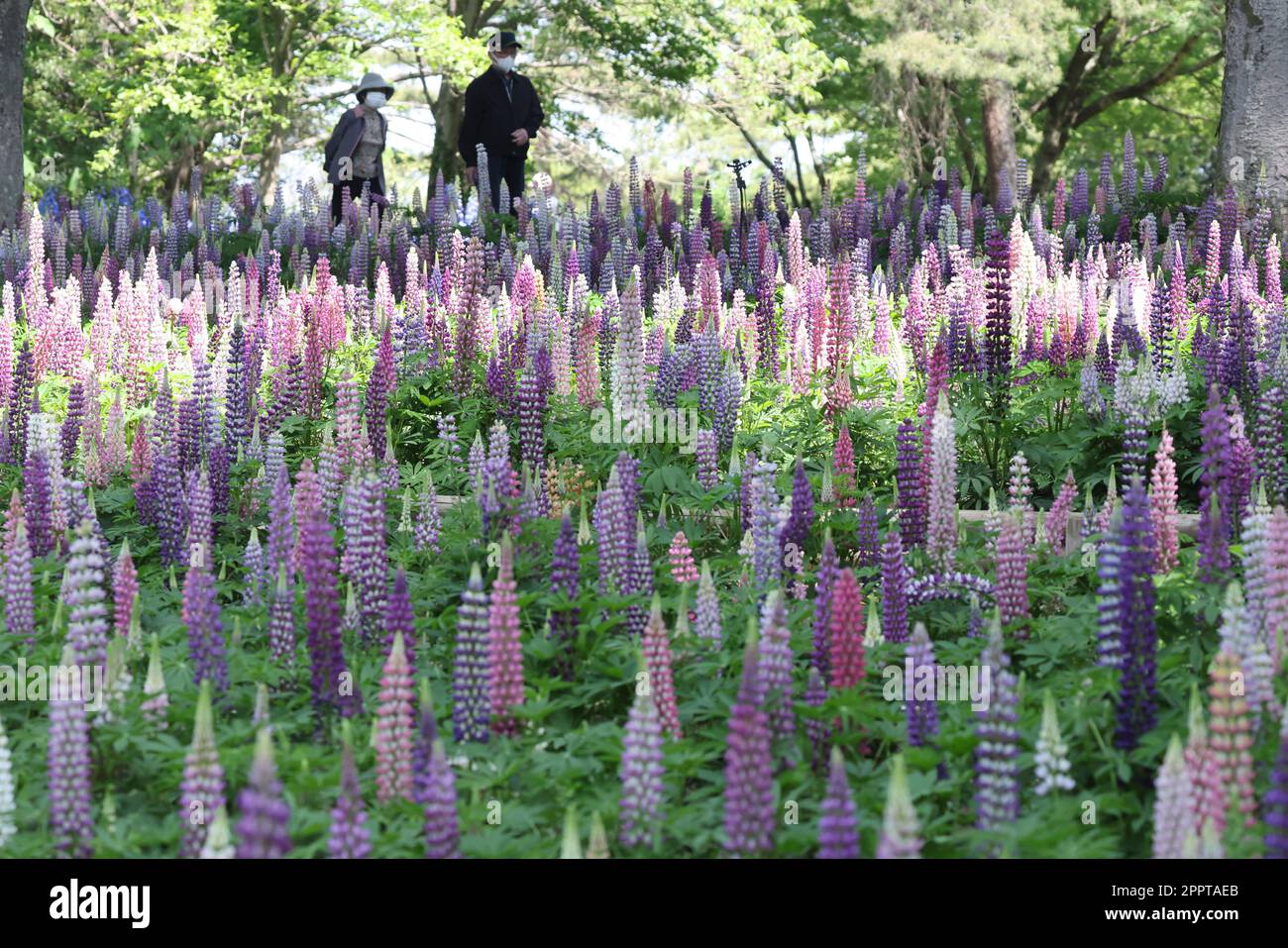 Flowers of Lupinus (lupin / lupine / bluebonnet) are in full bloom in ...