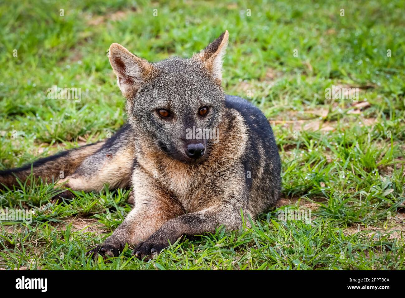 Crab eating Fox lying down in green grass and facing to camera ...