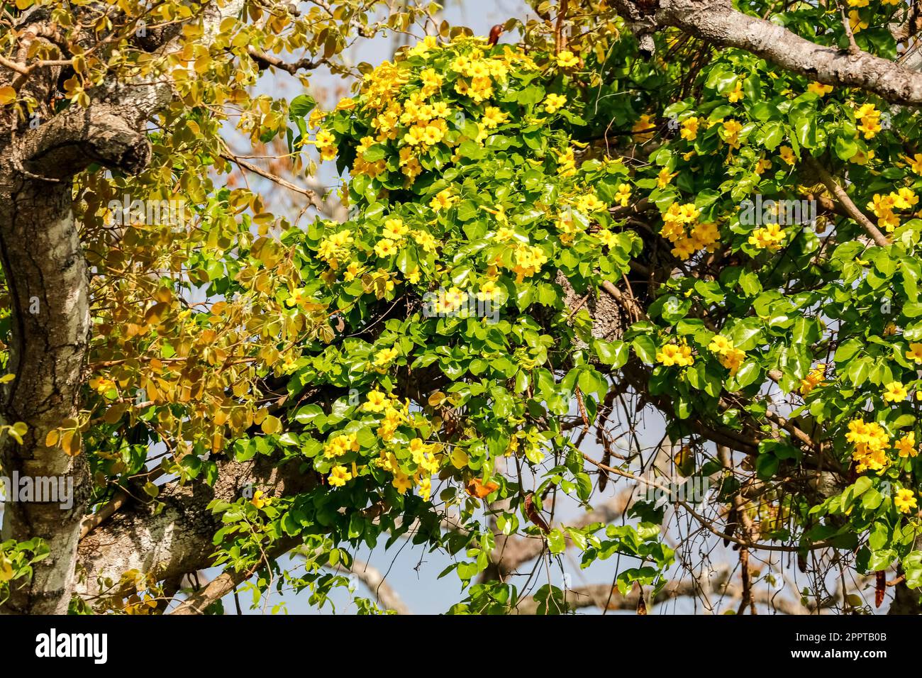 Close-up of a wonderful yellow flowering tree in the sun, Pantanal ...