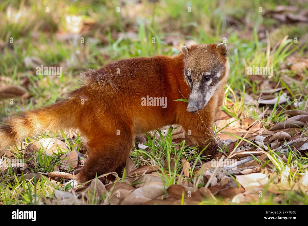 Close-up of a Coati in natural habitat, light and shadow, Pantanal ...