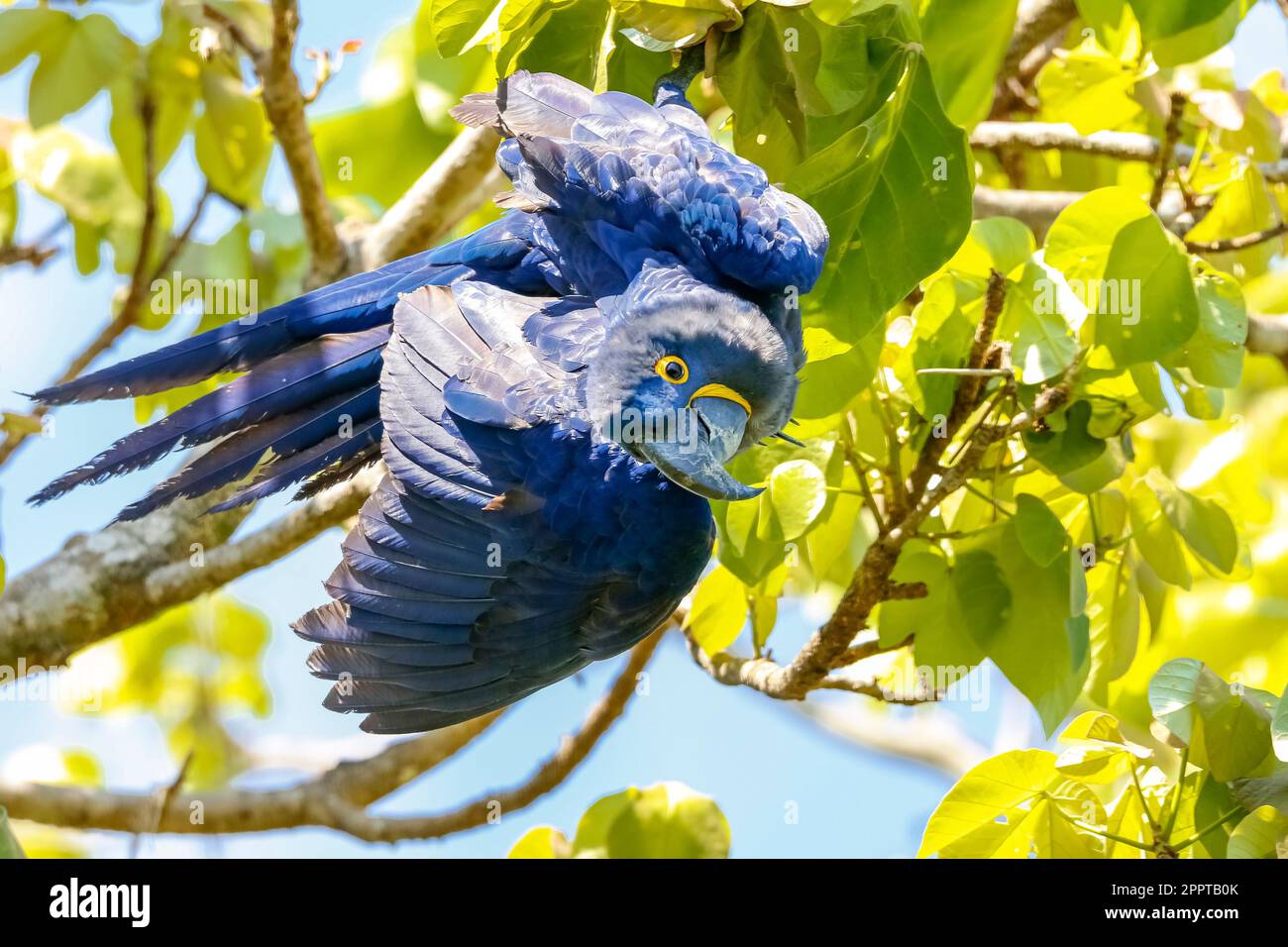 Hyacinth macaw hanging upside down from a tree branch, facing camera ...