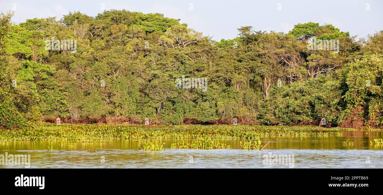 View to river edge with water plants and forest in late afternoon mood ...