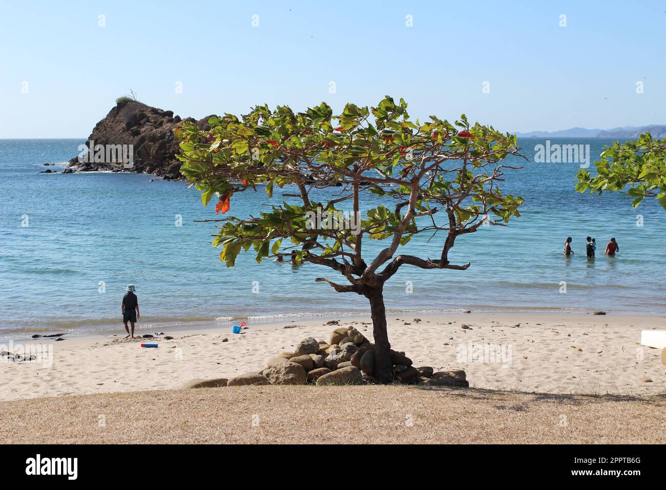 Tree growing on a beach Stock Photo - Alamy
