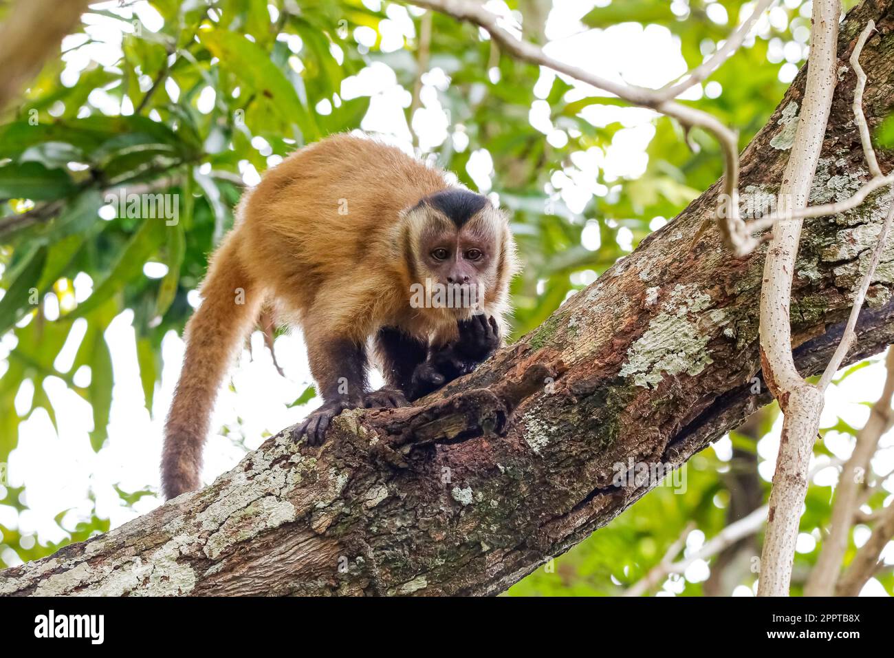 Brown capuchin monkey climbing on a tree trunk, facing camera, natural ...