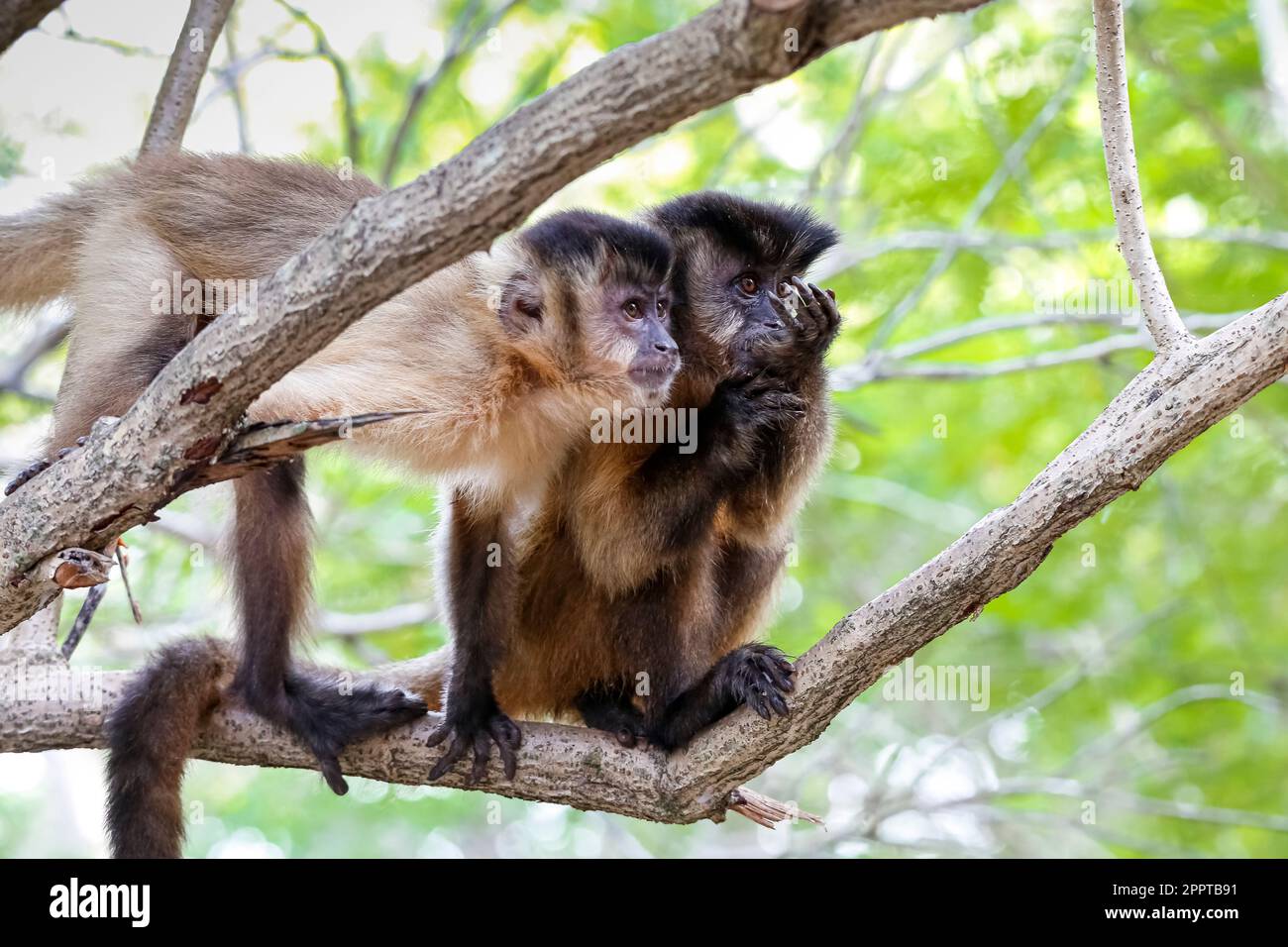 Two young Brown capuchin monkeys perching together on a tree branch ...