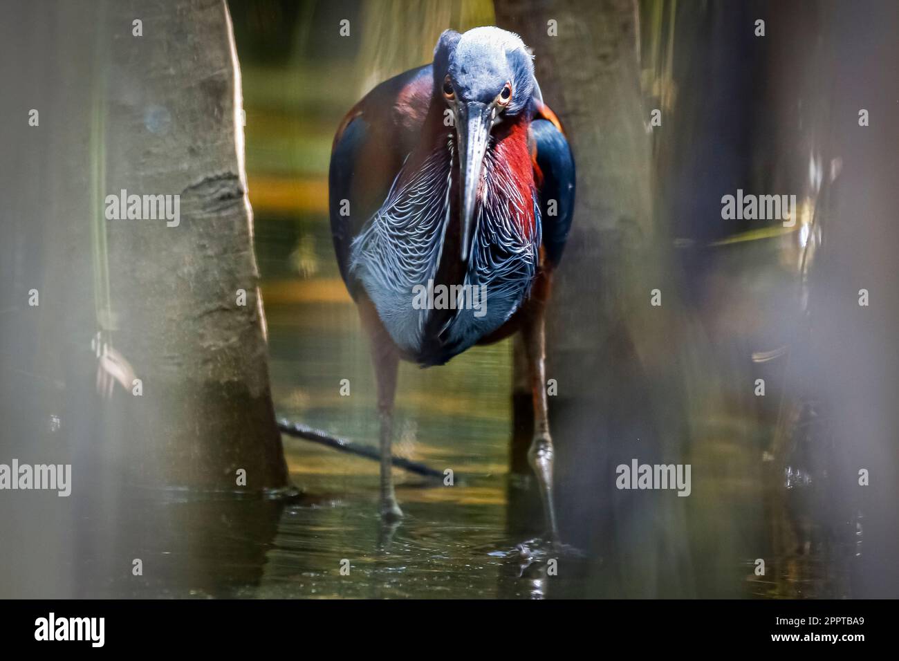 Front view of endangered wonderful Agami Heron foraging in shallow ...