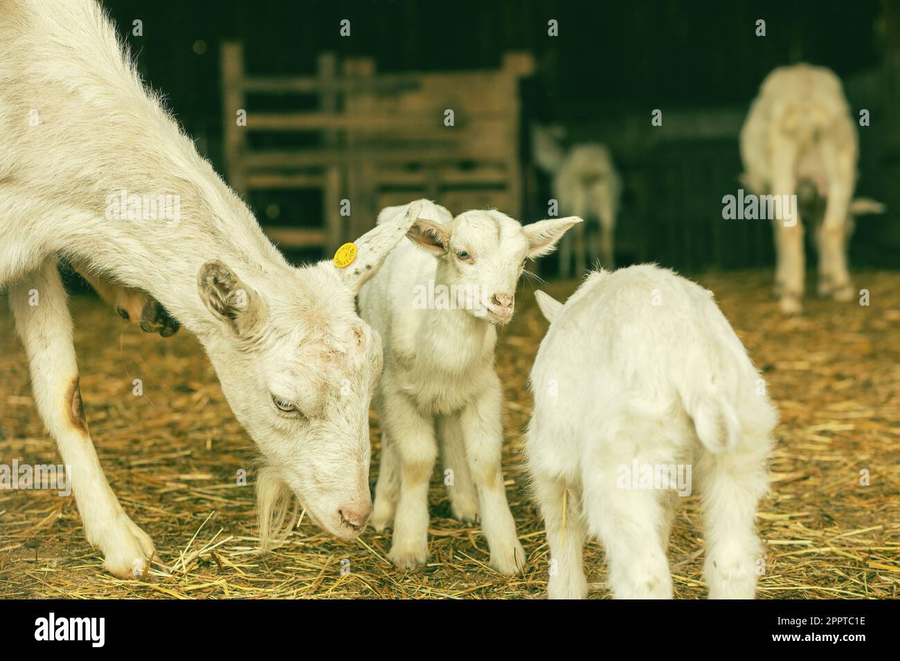 Baby goats with their mother on animal farm Stock Photo - Alamy