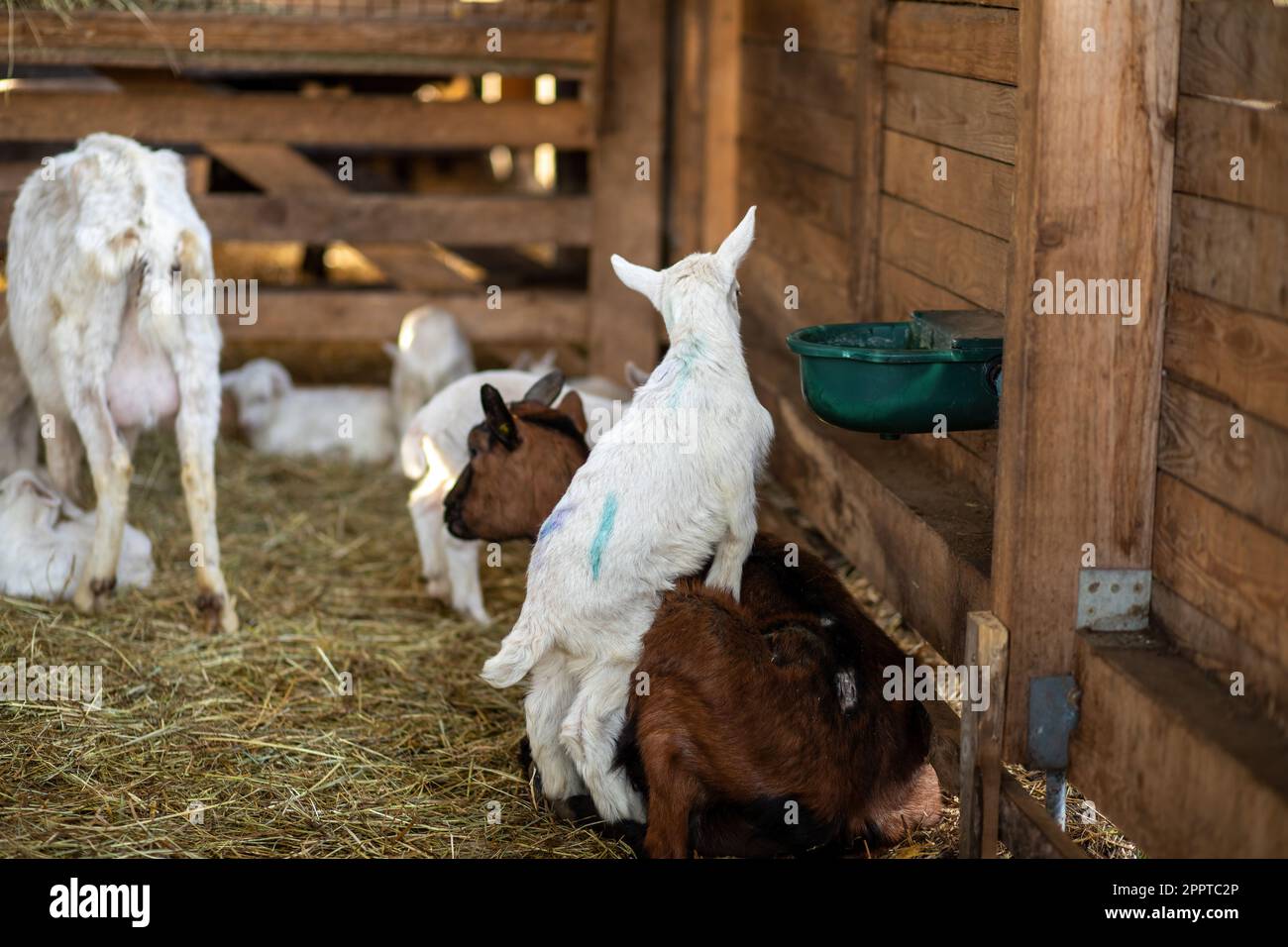Baby goats with their mother on animal farm Stock Photo - Alamy