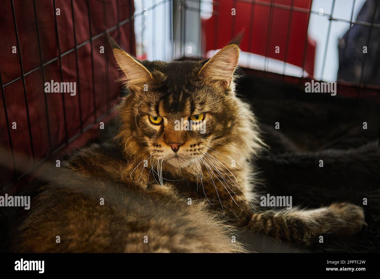 Maine Coon is native breed of American cats, characterized by large ...