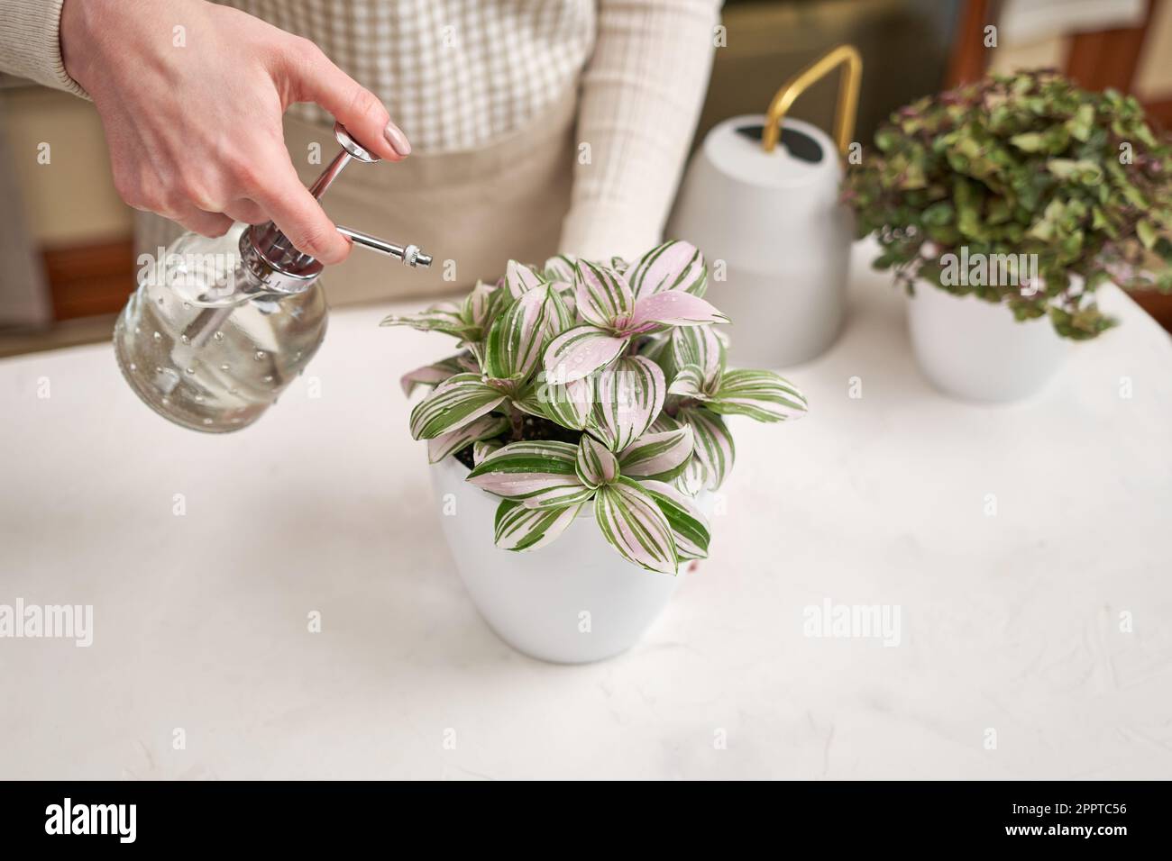 woman spraying tradescantia pink clone potted house plant in a pot ...