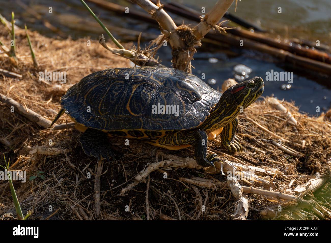 A small turtle calmly sitting on the ground in a lush forest, staring ...