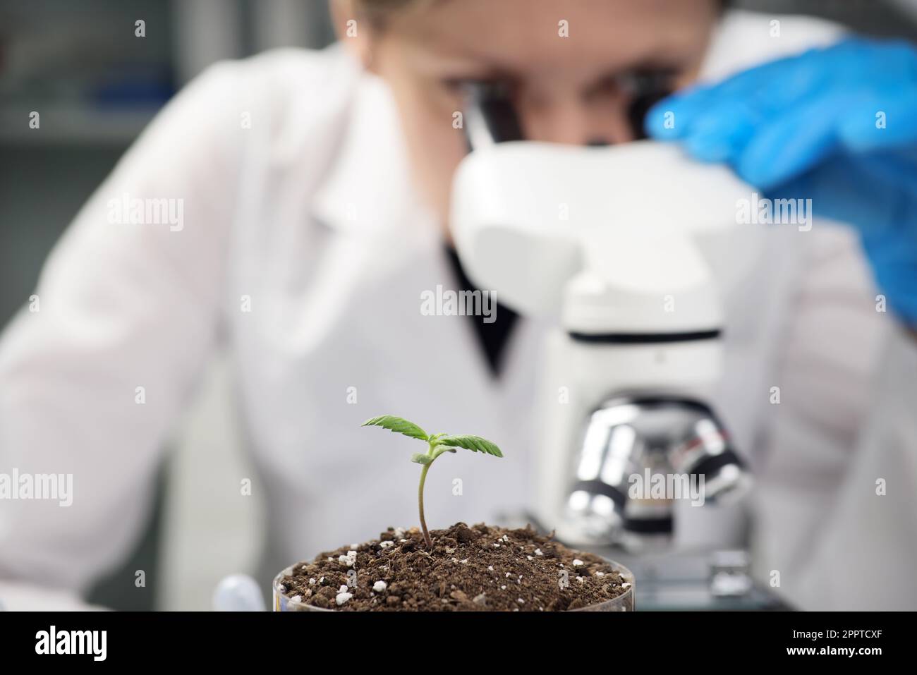 Lady scientist examines sample of soil under microscope Stock Photo - Alamy