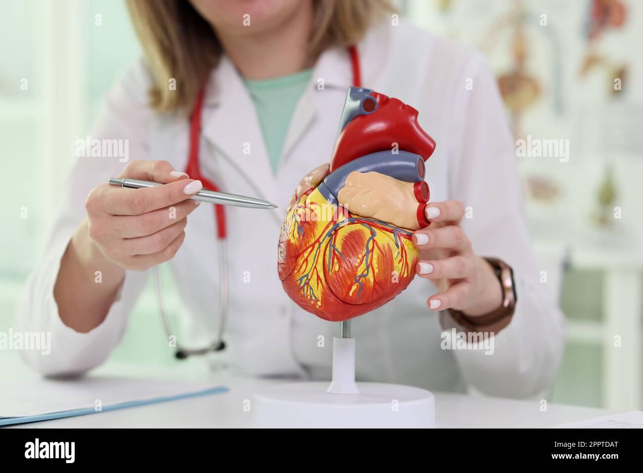 Skilled cardiologist points pen to detailed model of heart Stock Photo ...