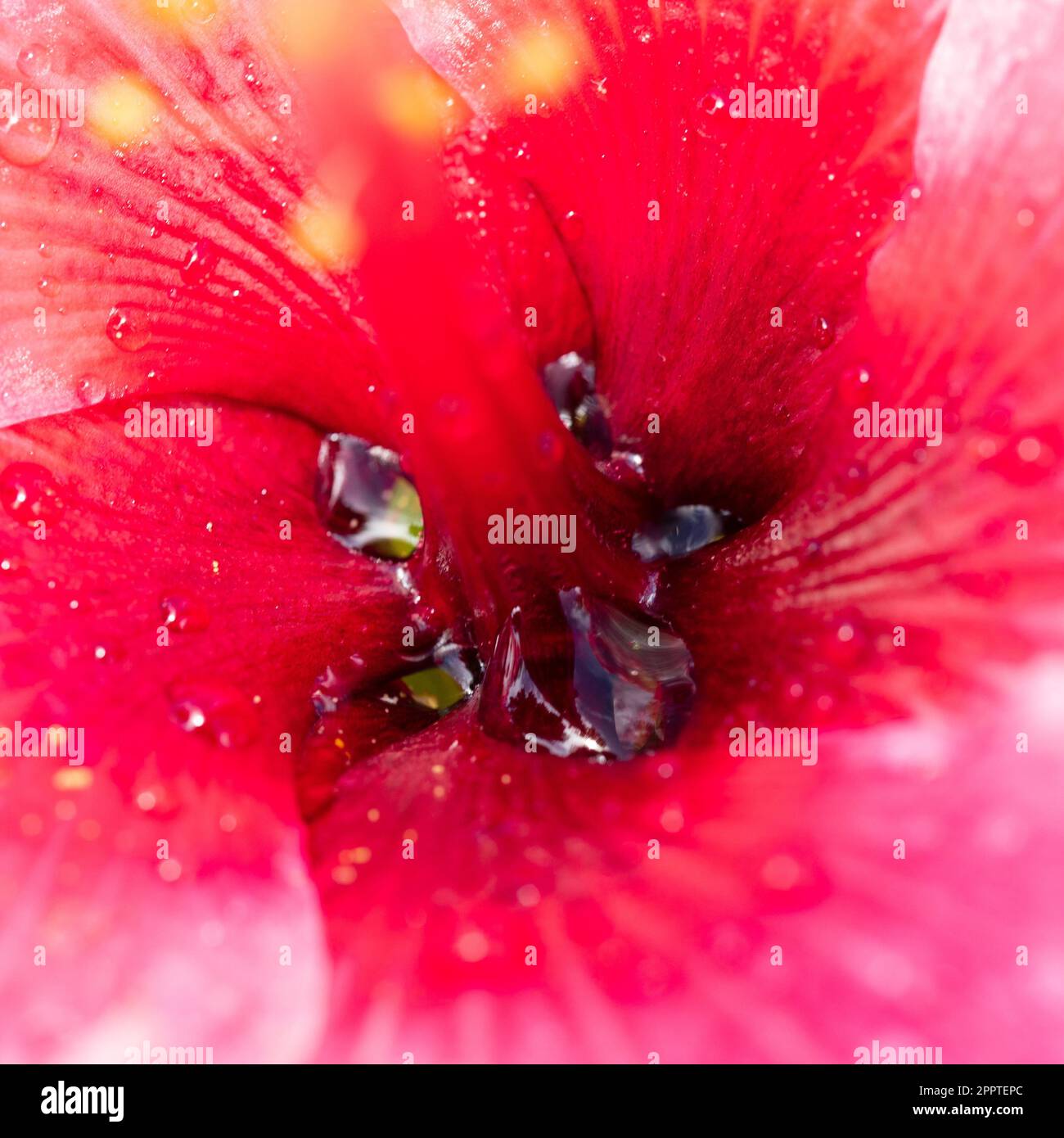 Glistening glassy pooled rain water, teardrop shaped drops, in the ...
