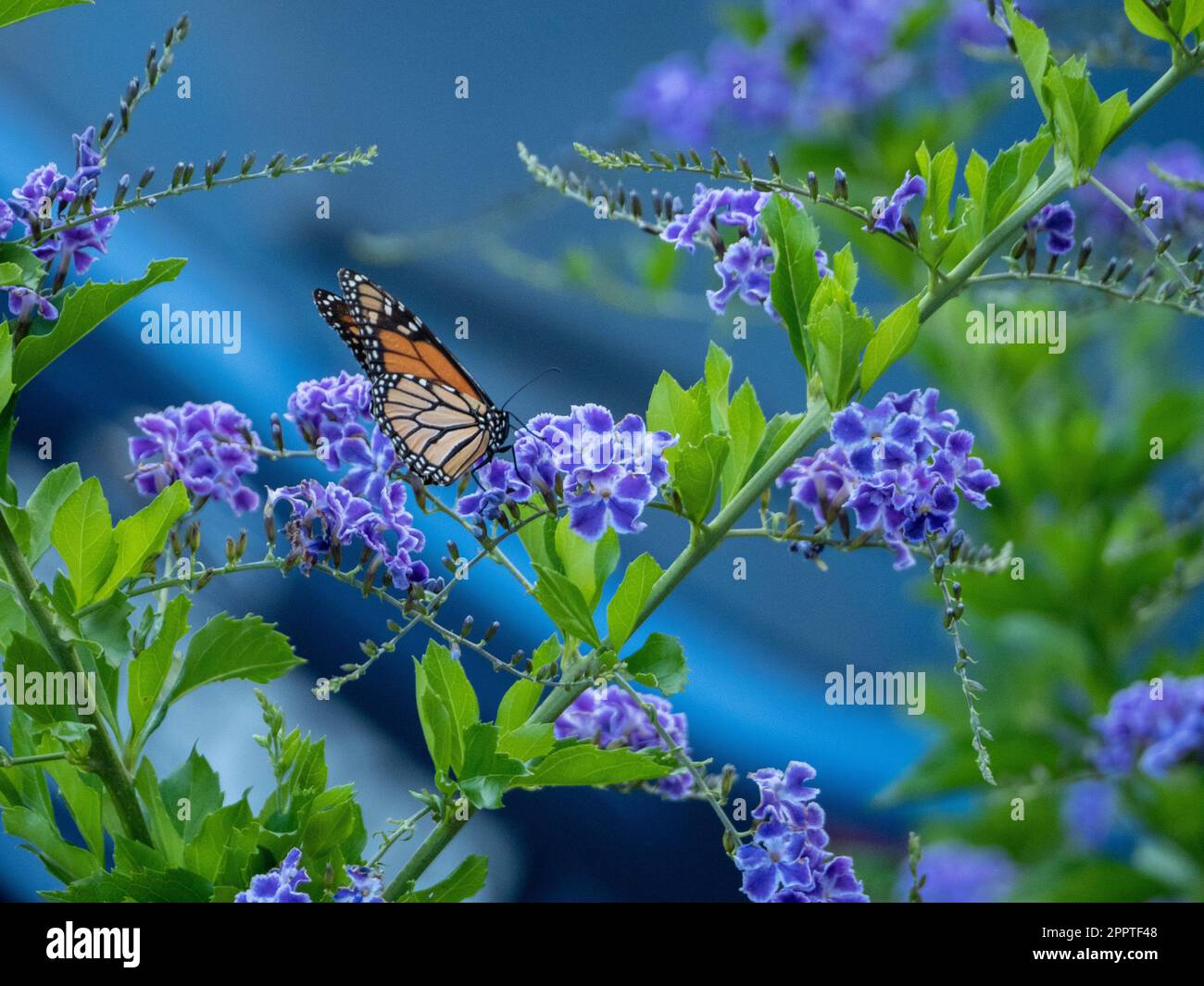 Duranta geisha girl duranta repens hi-res stock photography and images ...