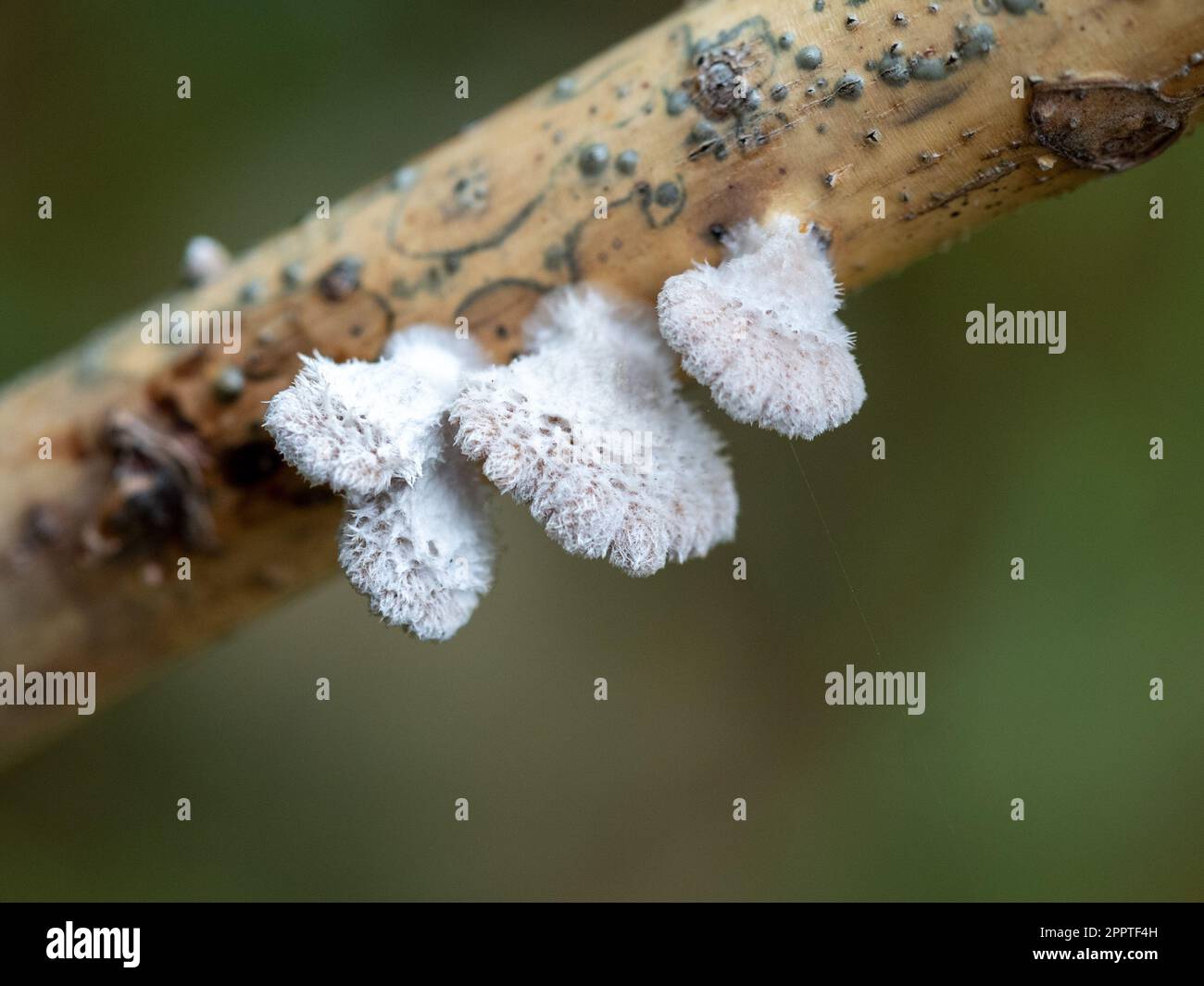 Fungus sort hi-res stock photography and images - Alamy