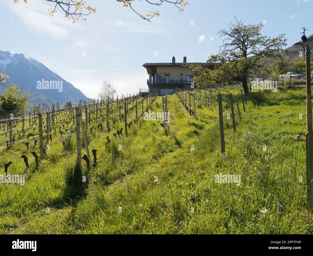 Les Granges vineyard near Nus in the Aosta Valley, NW Italy Stock Photo ...