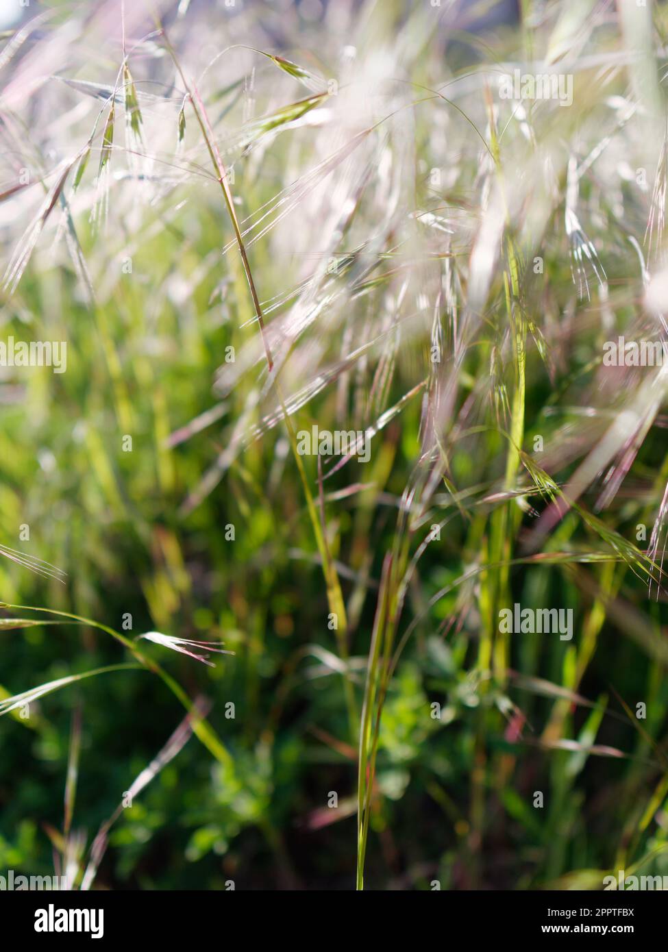 Lit grass hi-res stock photography and images - Alamy